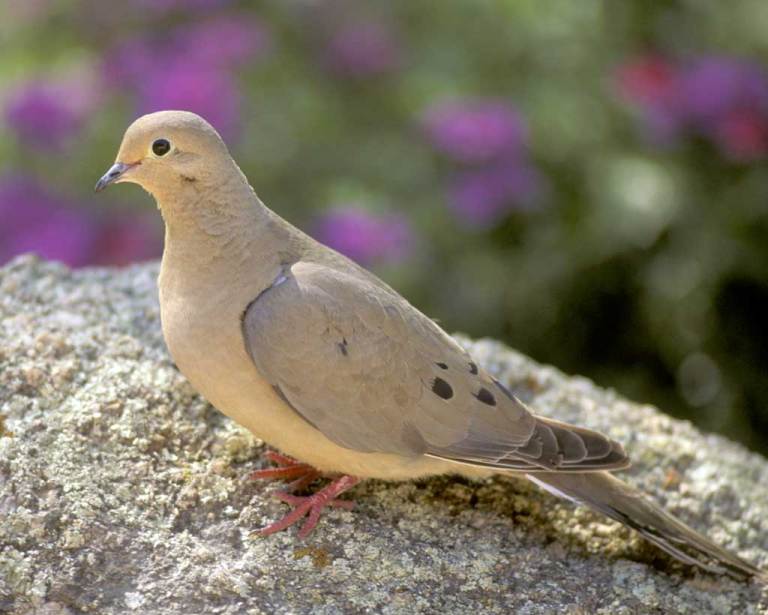 Symbolism of the Dove | symbolreader
